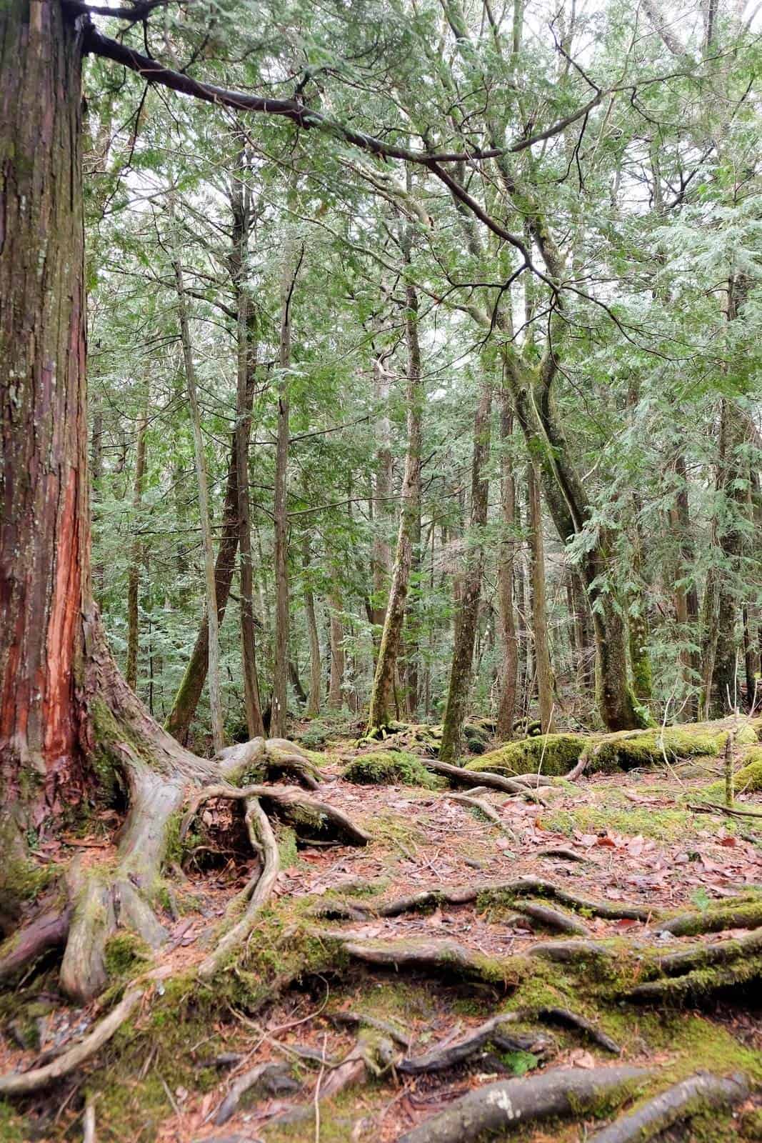 The Forest of Suicides in Aokigahara, Japan - Killing More Than 100 ...