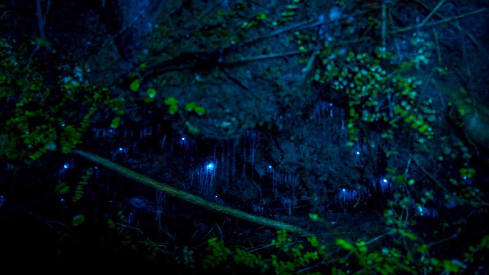 Discover the Beauty of Unfamiliar Places at The Waitomo Glowworm Caves ...