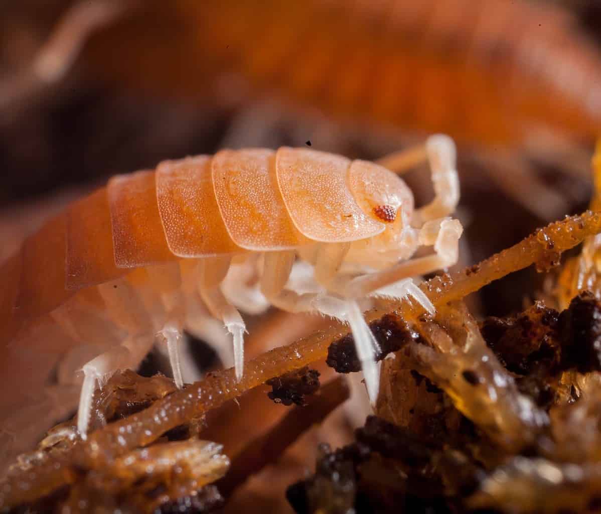The Complete Guide to Taking Care of Giant Orange Isopods - Icy Whiz