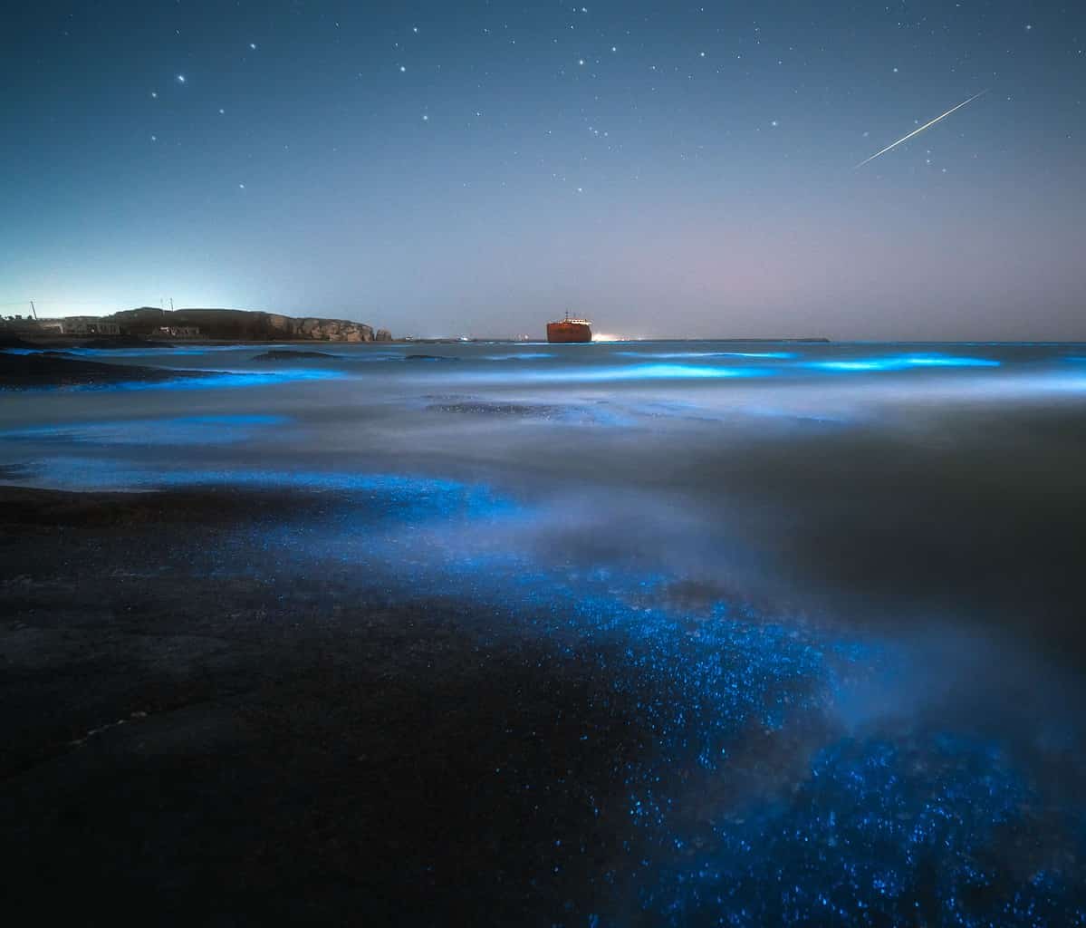 Amazing Facts About the Sea of Stars in Maldives- A Guide to ...