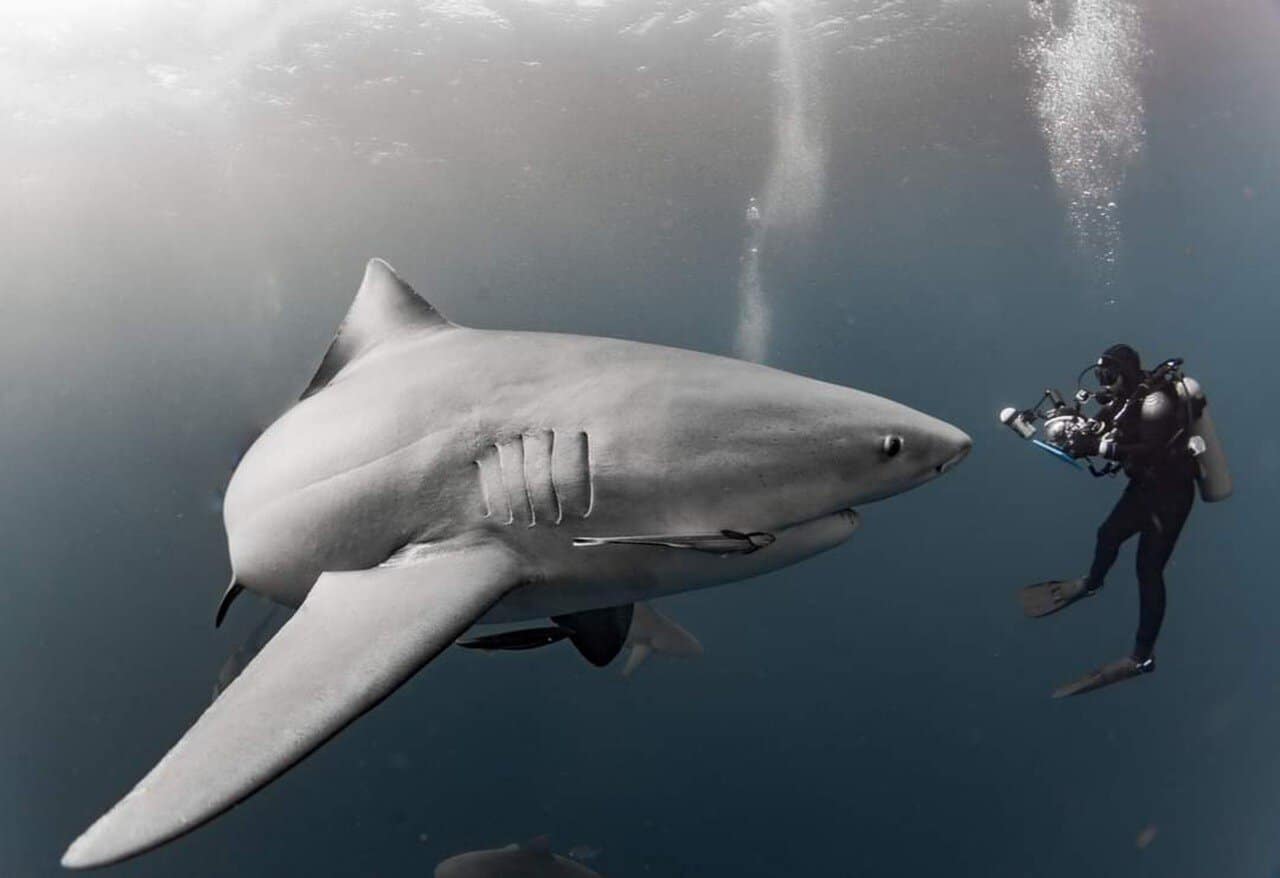 Do Sharks Travel Solo or in Groups? Exploring Shark Group Dynamics ...