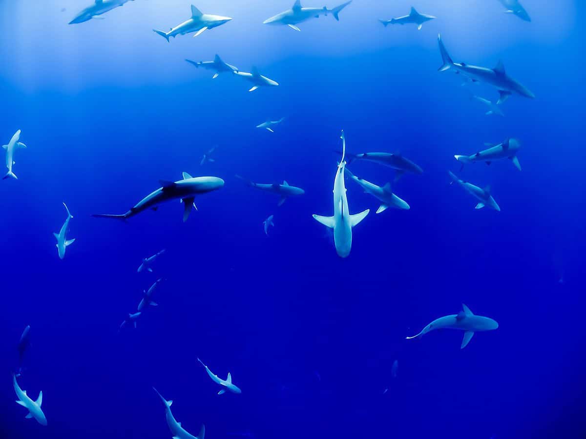 Do Sharks Travel Solo or in Groups? Exploring Shark Group Dynamics ...