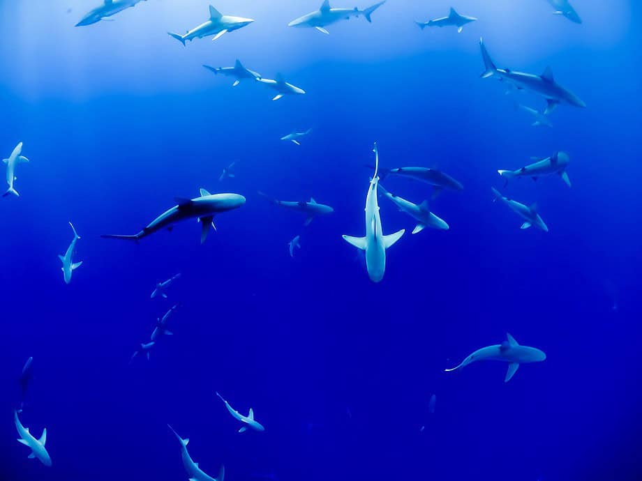 Do Sharks Travel Solo or in Groups? Exploring Shark Group Dynamics ...